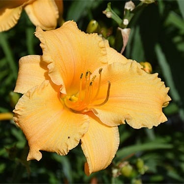 Gardening How-To - Platt Hill Nursery