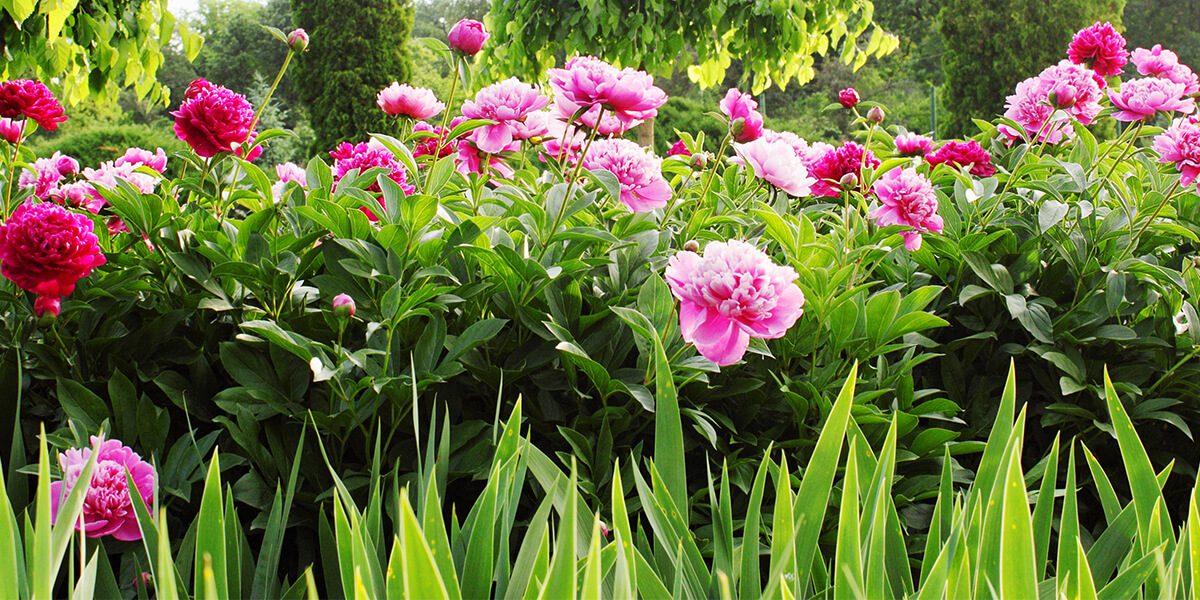 A Guide to Growing Prolific Peonies | Platt Hill Nursery | Blog & Advice