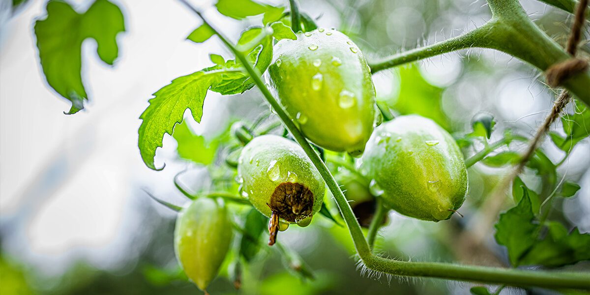 Blossom End Rot: Identification, Treatment, and Prevention | Platt Hill ...